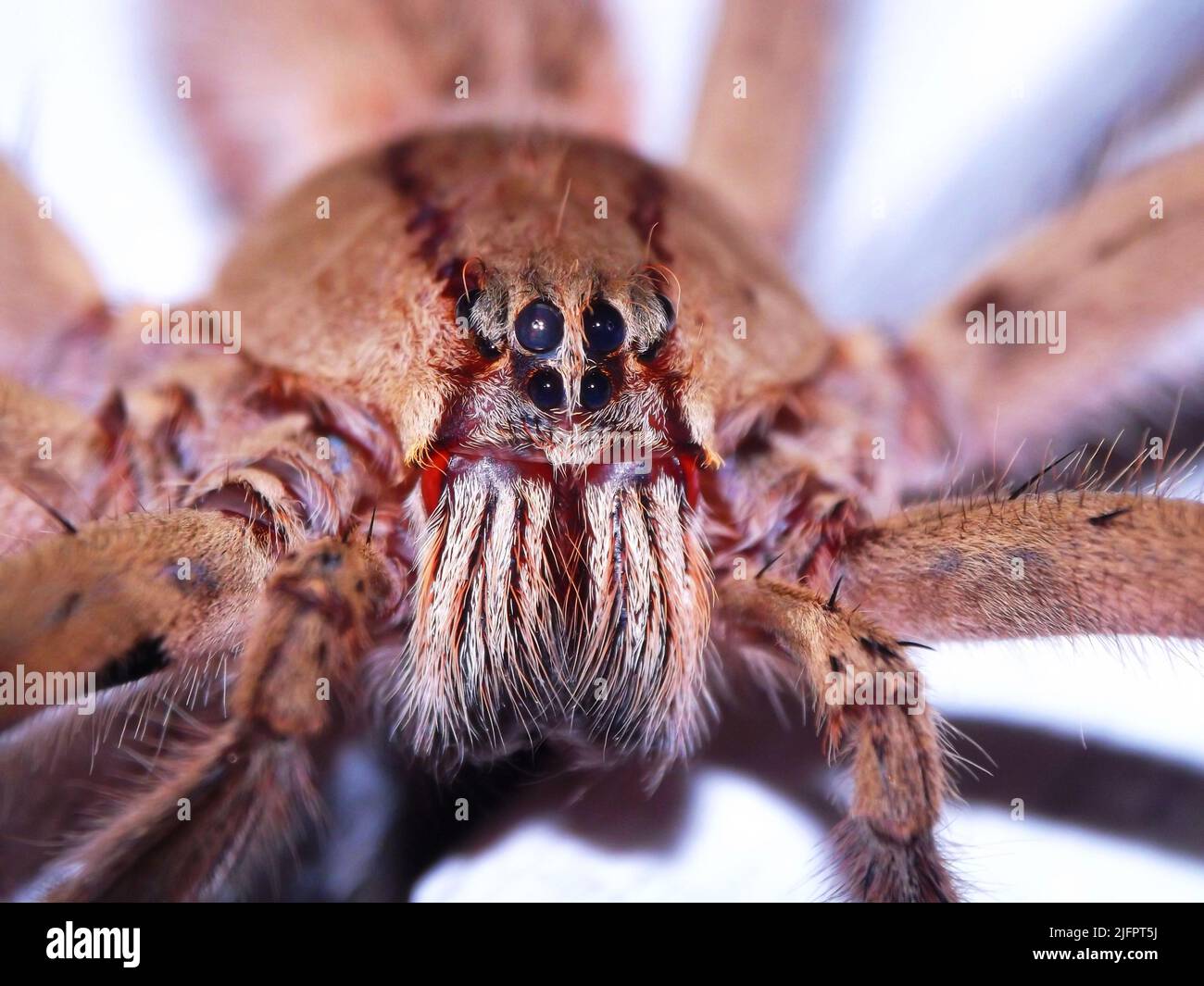 close up of the eyes and face of a Wolf spider (family Lycosidae Stock ...