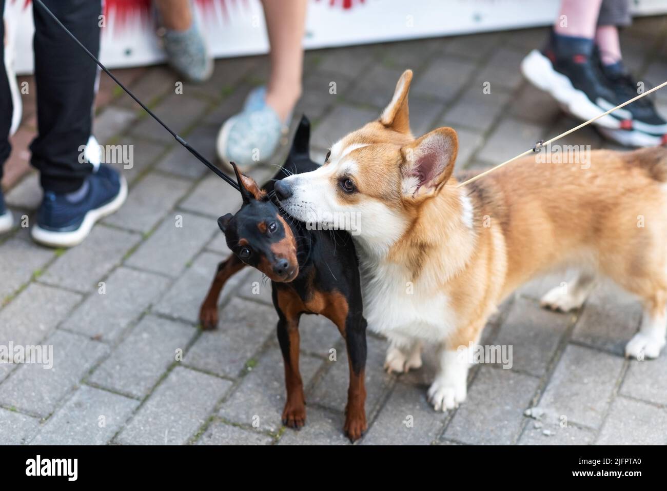 Cute corgi sniffing the ear of a mini doberman. High quality photo ...