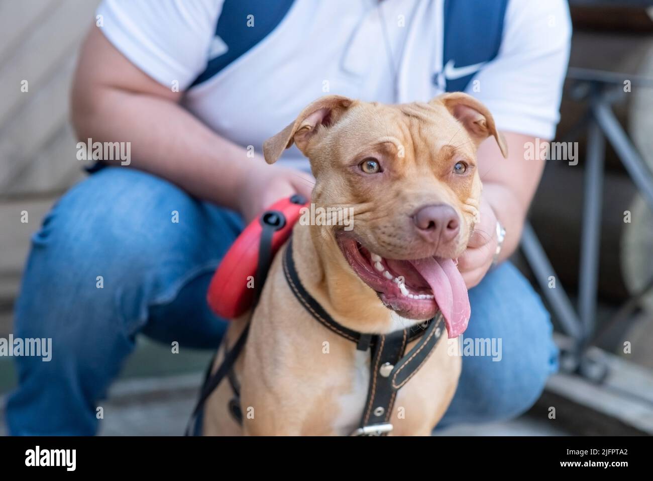 Pit bull tongue hi-res stock photography and images - Alamy