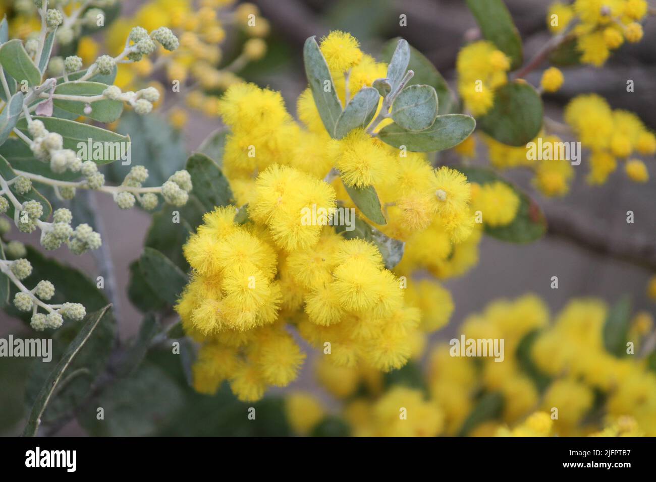 Queensland Silver Wattle Stock Photo - Alamy