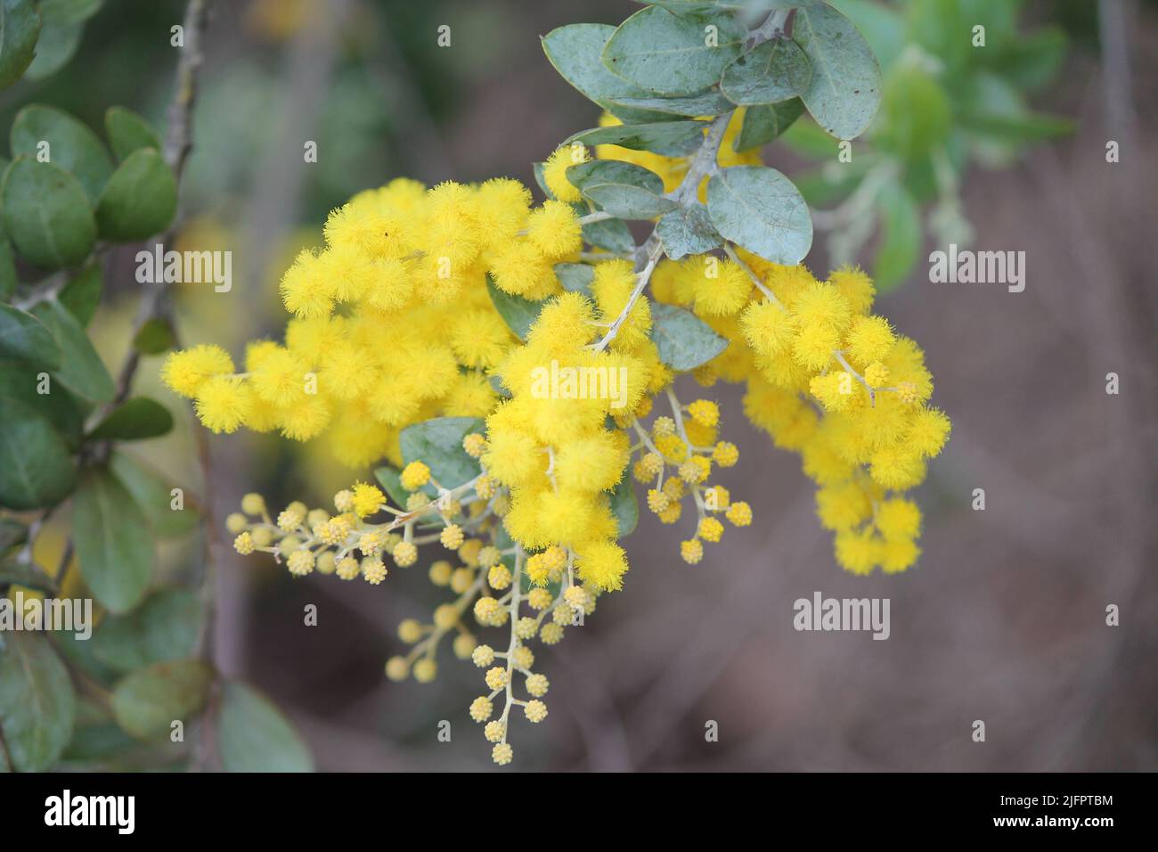 Queensland Silver Wattle Stock Photo - Alamy