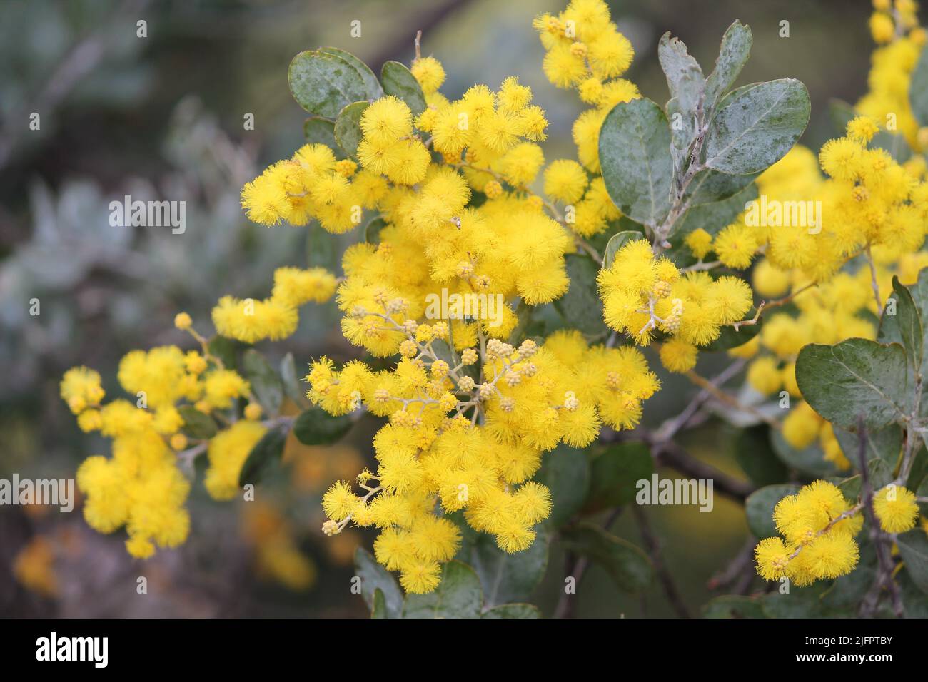 Branch silver wattle tree hi-res stock photography and images - Alamy