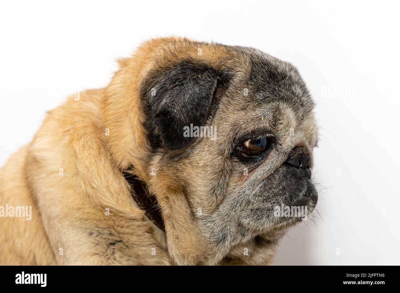 Close-up portrait of old mops. Cute pug dog. Pug looks sadly at the ...