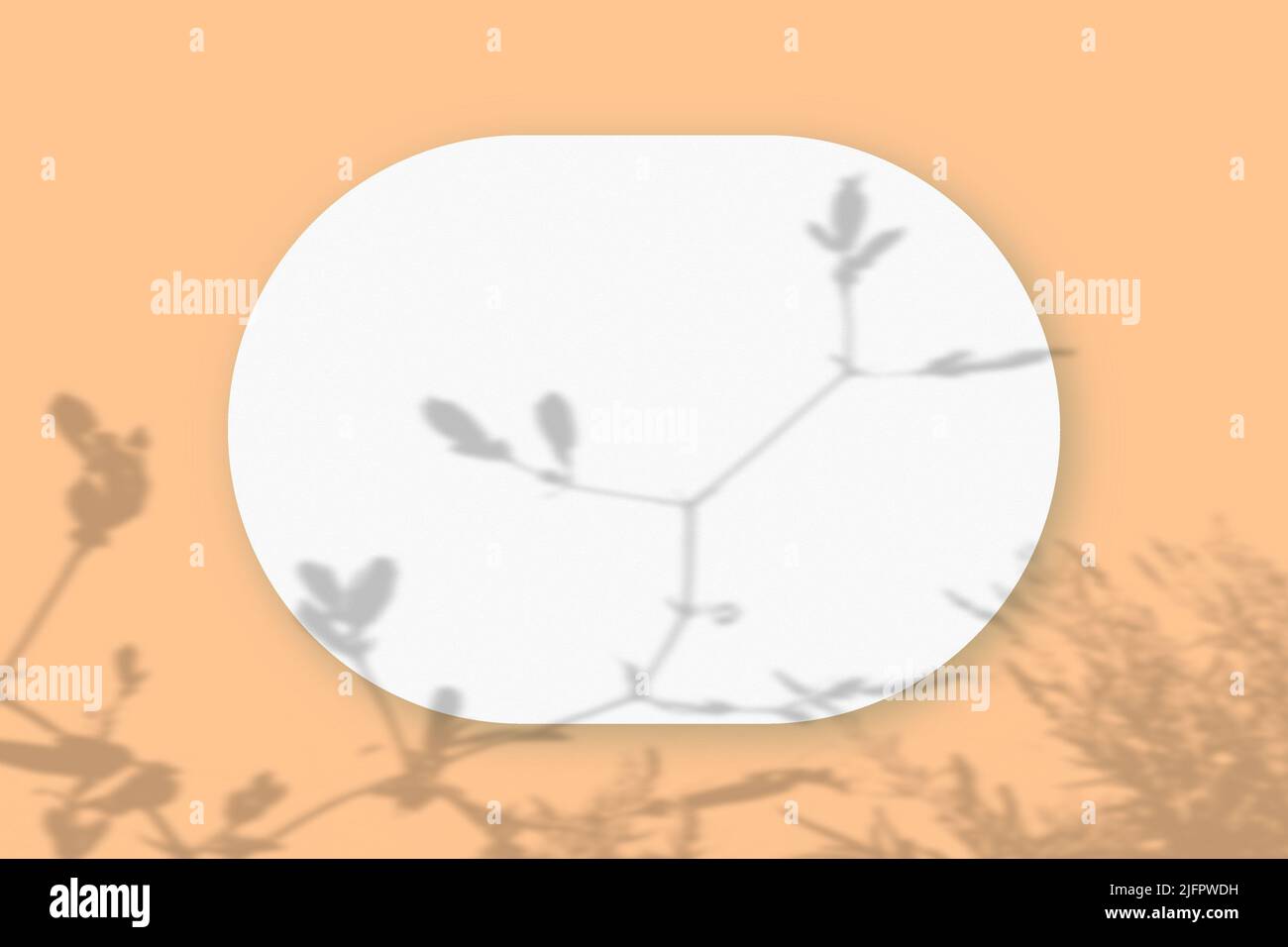 Natural light casts shadows from the plant on a oval sheet of white ...