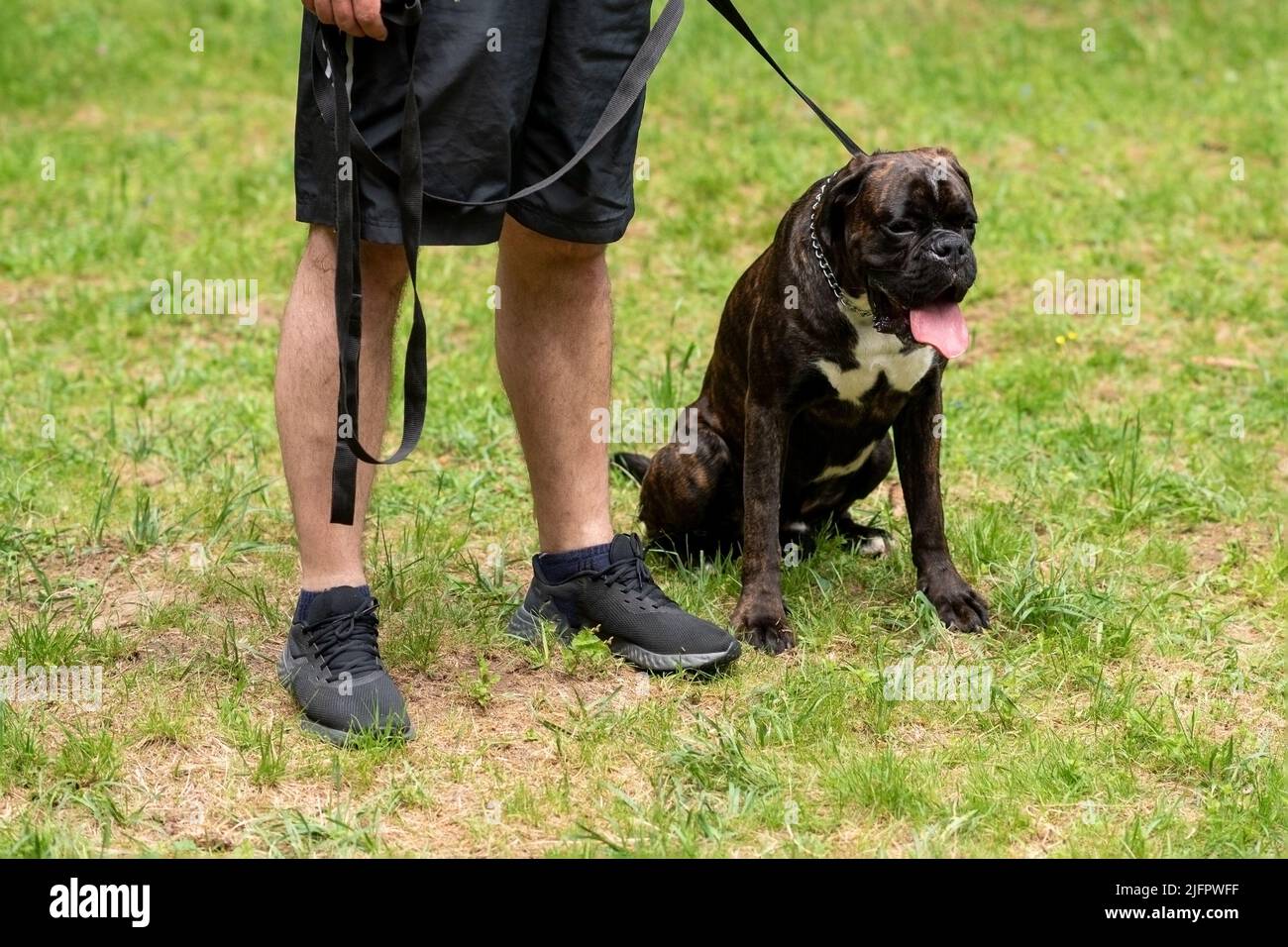A boxer of a dark color, with an undocked tail, sits on the ground near ...
