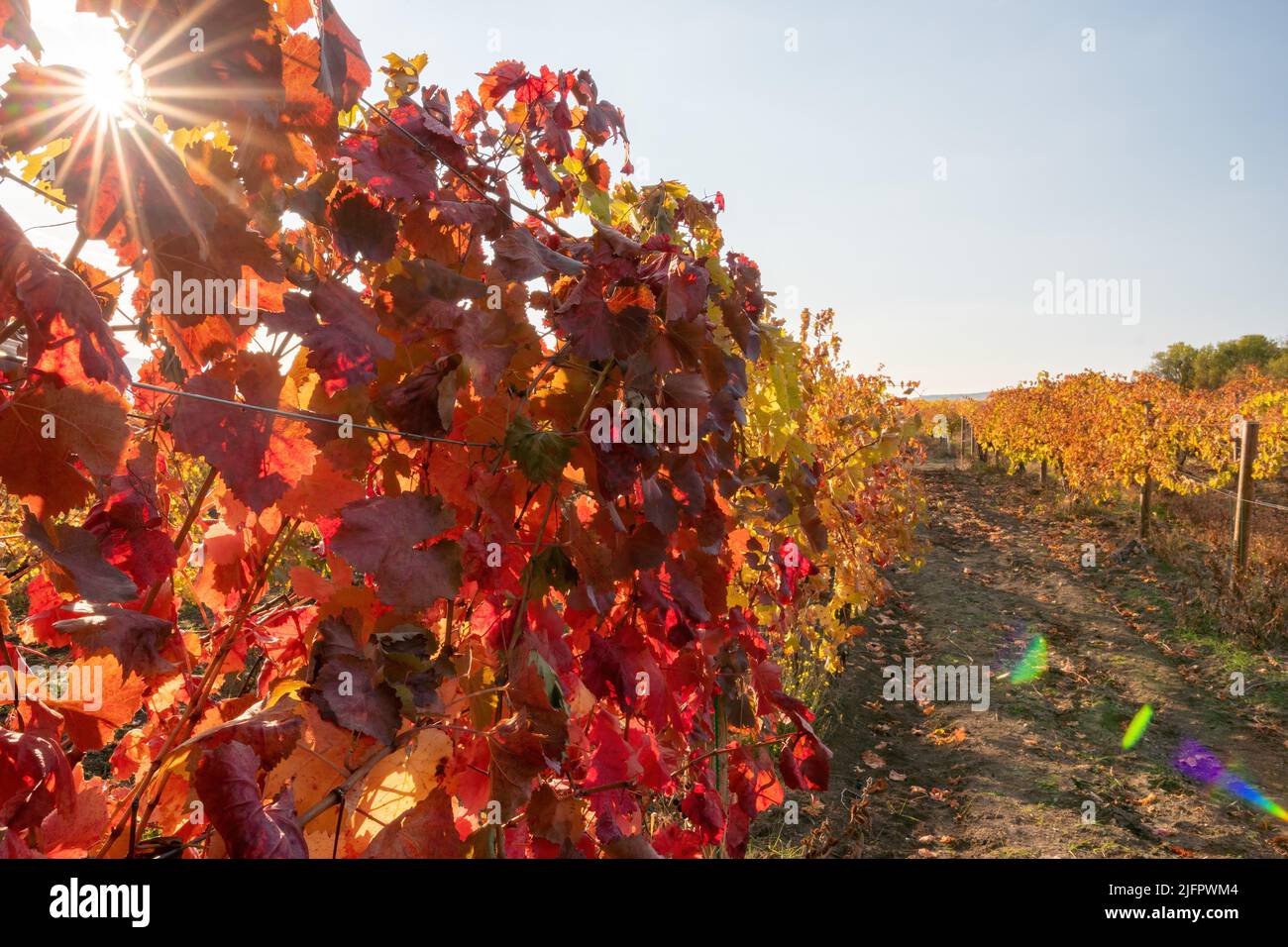 Bright autumn red orange yellow grapevine leaves at vineyard in warm ...