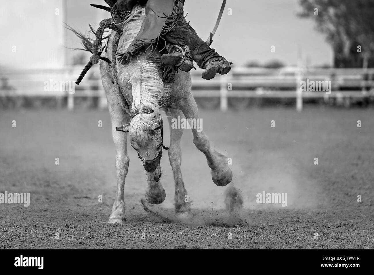 Saddle bronc competition Black and White Stock Photos & Images - Alamy