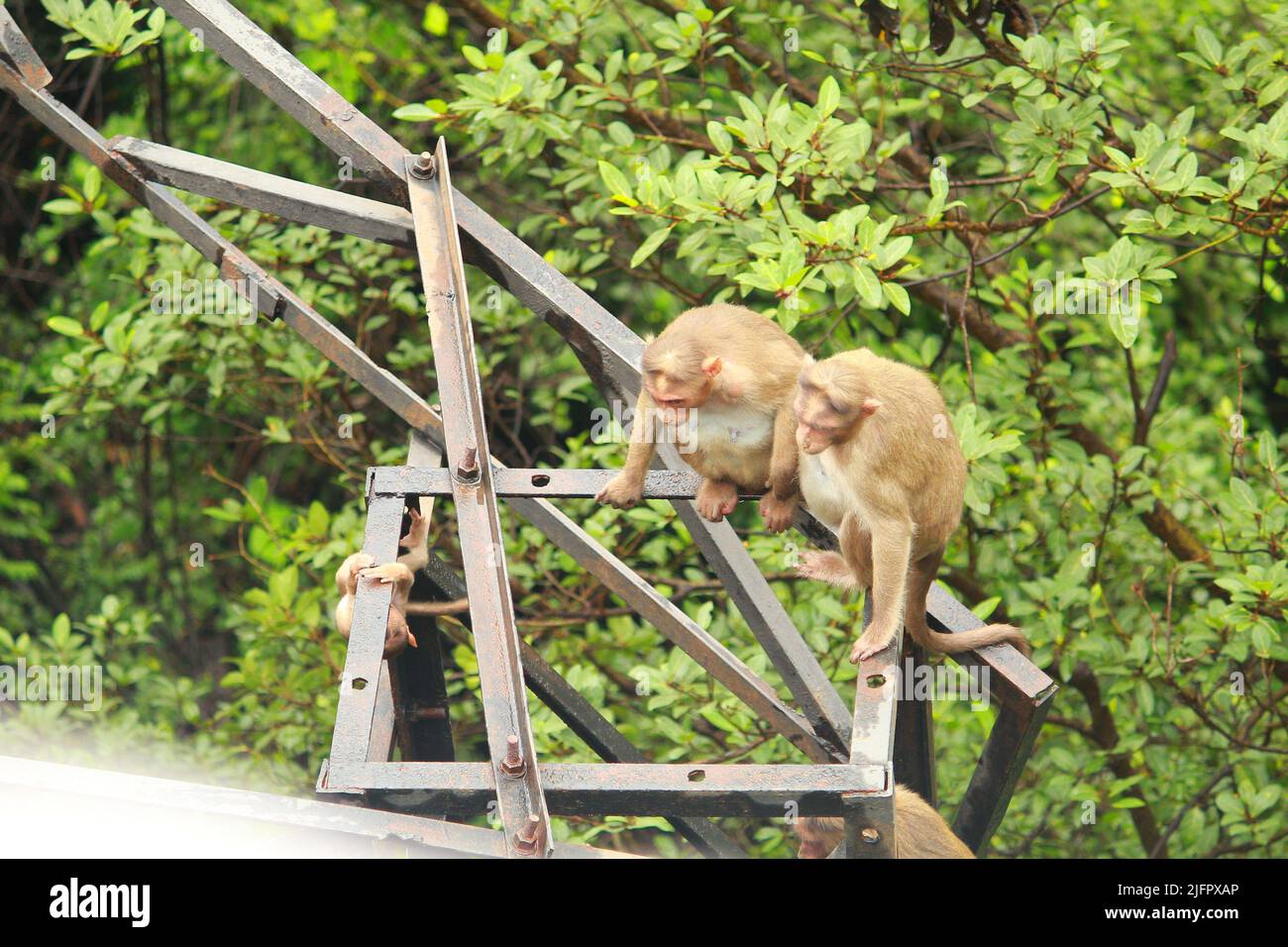 baby monkey playing, mother, group of monkeys Stock Photo - Alamy