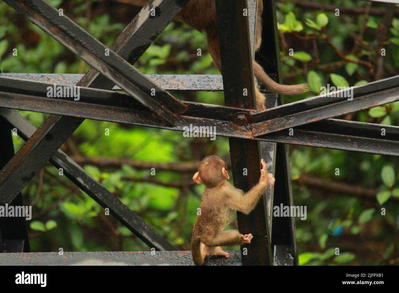 baby monkey playing, mother, group of monkeys Stock Photo - Alamy