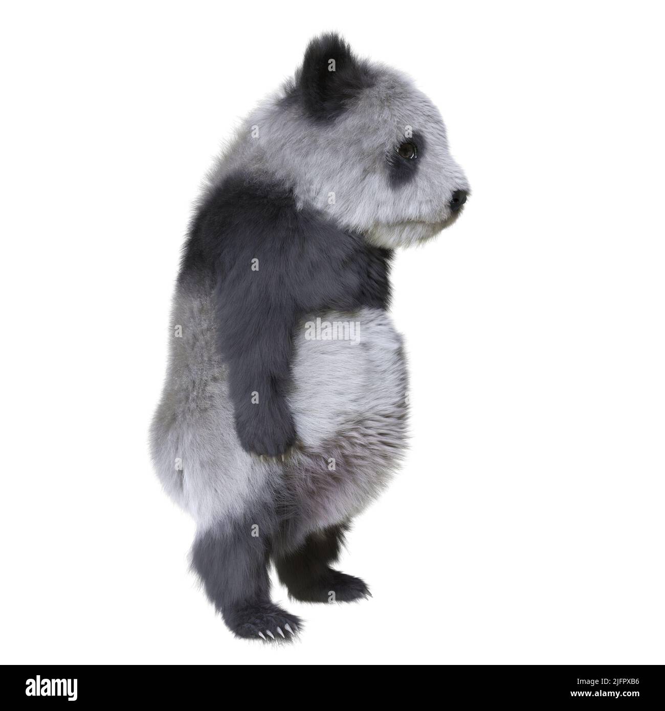 3D illustration panda cub isolated white background Stock Photo - Alamy