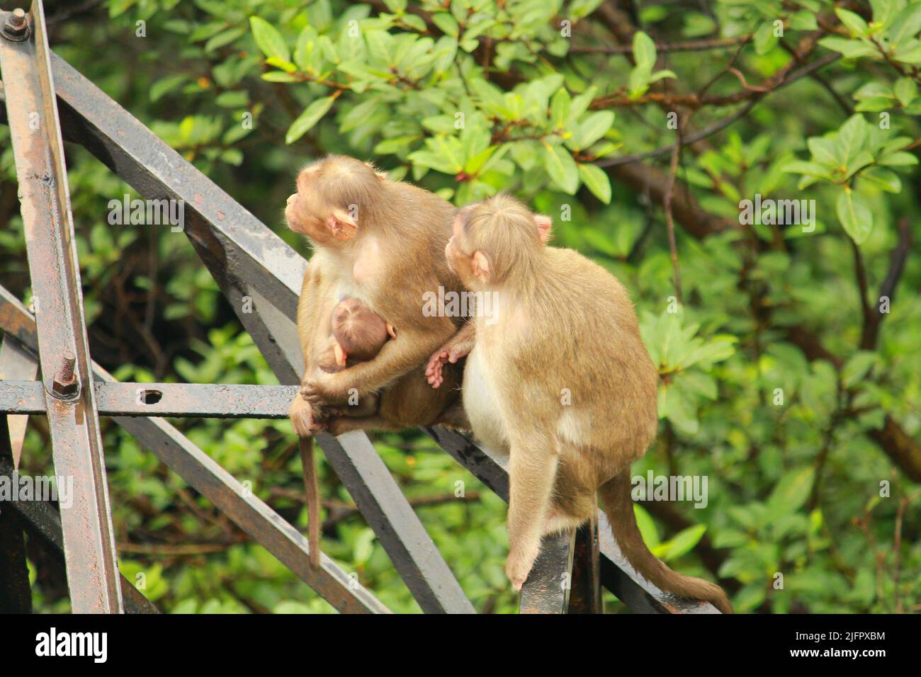 baby monkey playing, mother, group of monkeys Stock Photo - Alamy