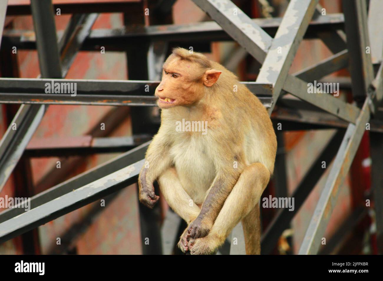 baby monkey playing, mother, group of monkeys Stock Photo - Alamy