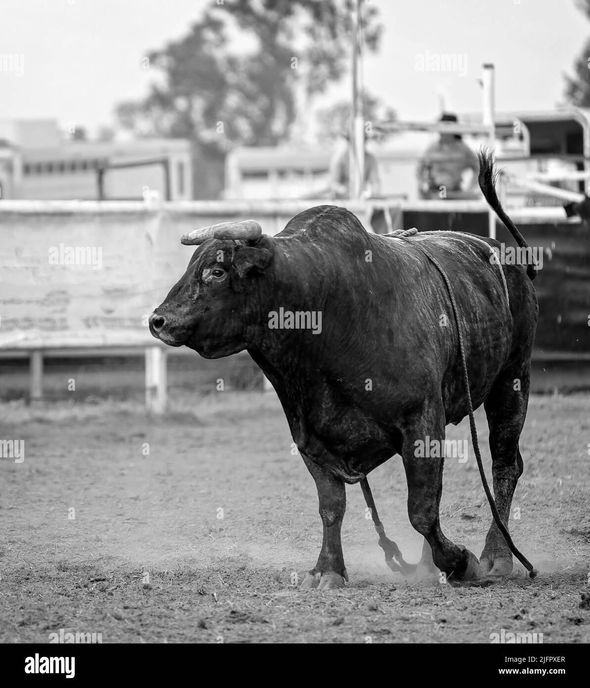 Wild bucking bull unseats rider at Australian country rodeo Stock Photo ...