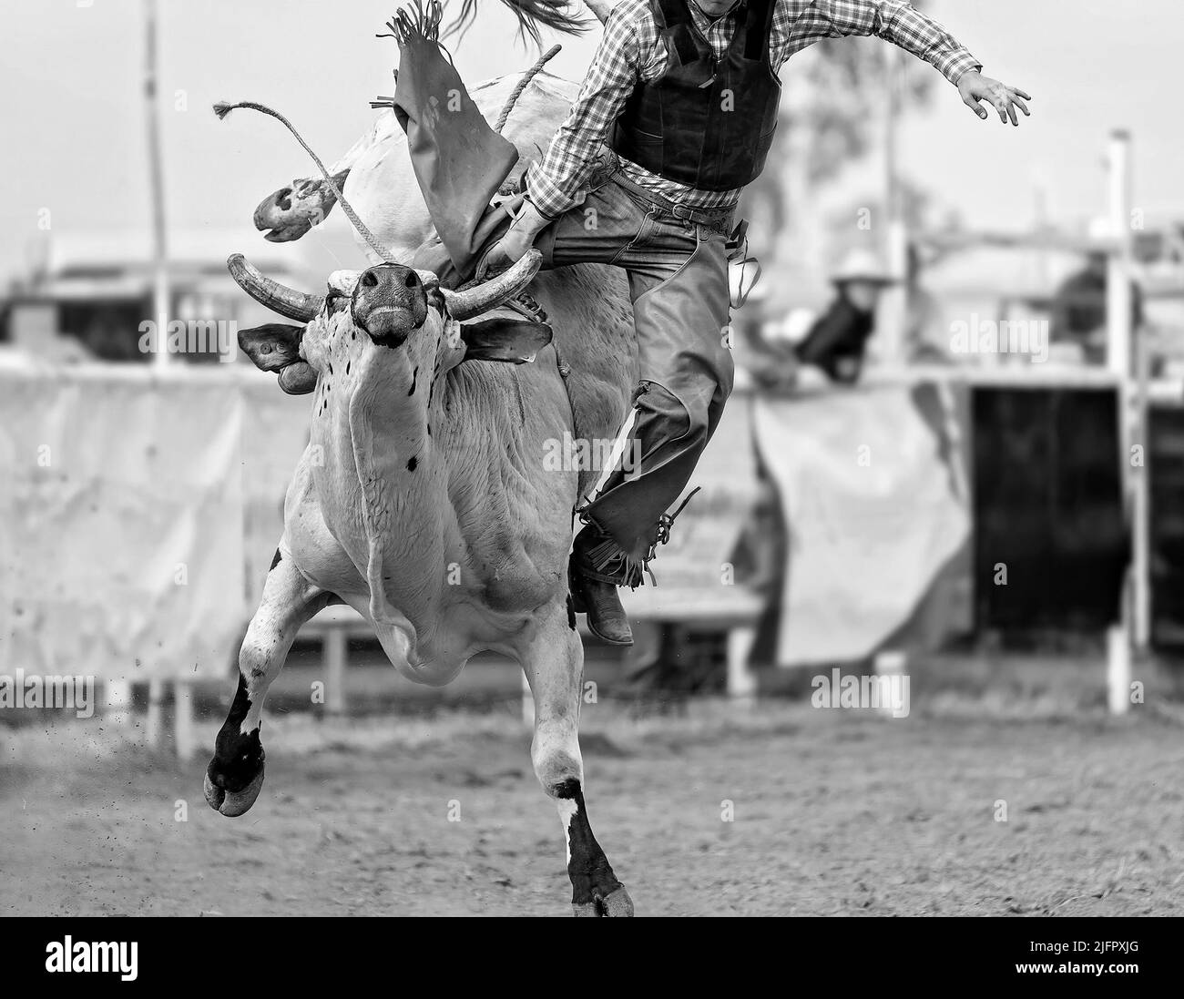 Cowboy falling off a bucking wild bull at an Australian country rodeo ...