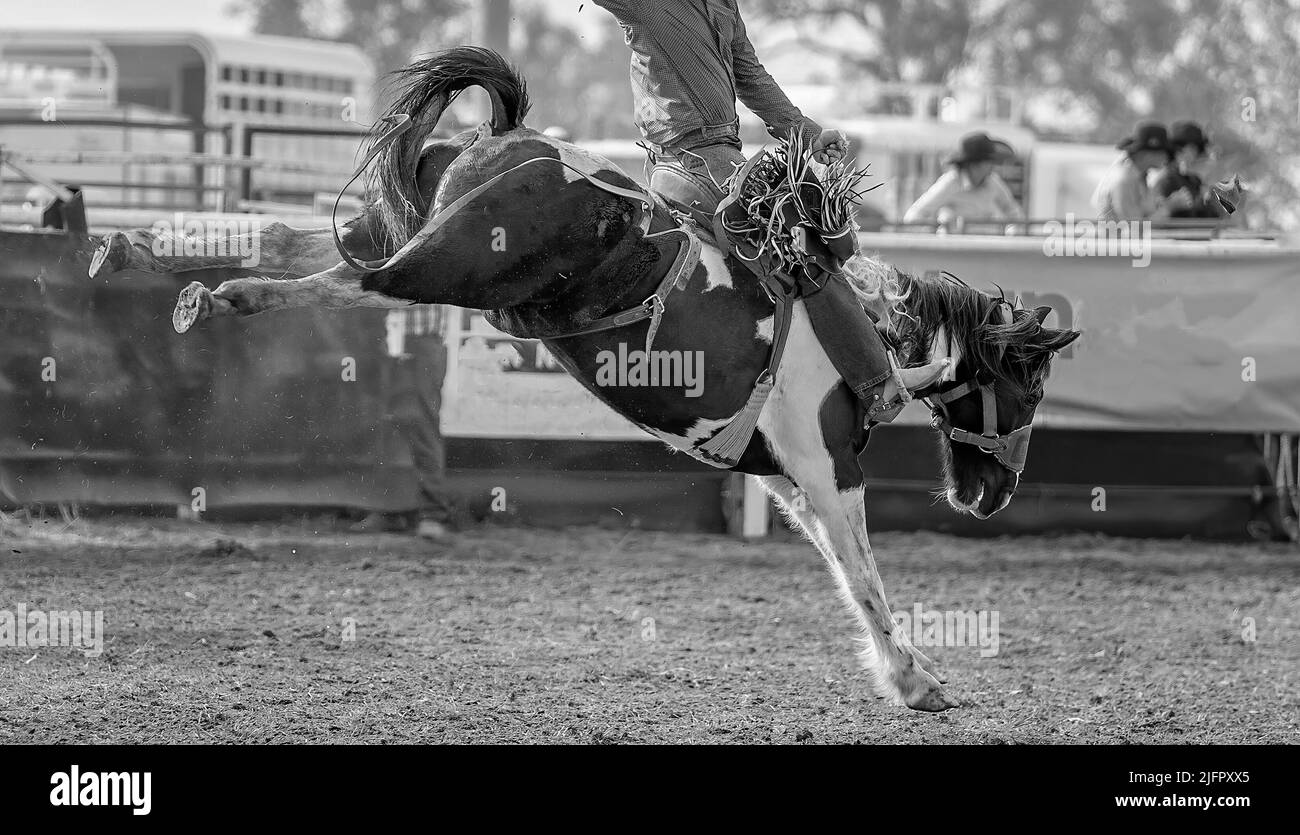 Australian saddle Black and White Stock Photos & Images - Alamy
