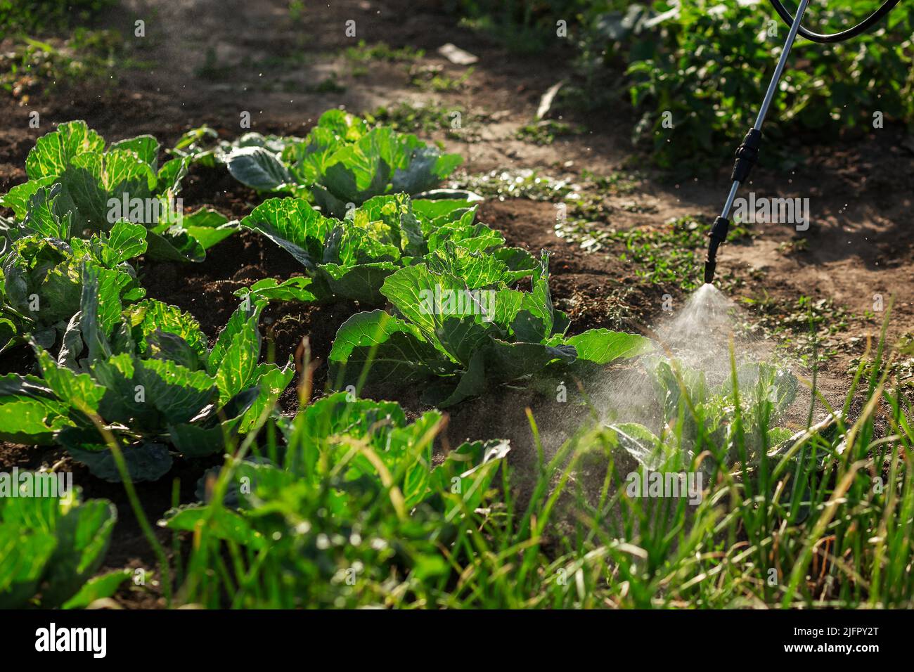 A poison sprayer with a telescopic tube sprays the spray onto the ...