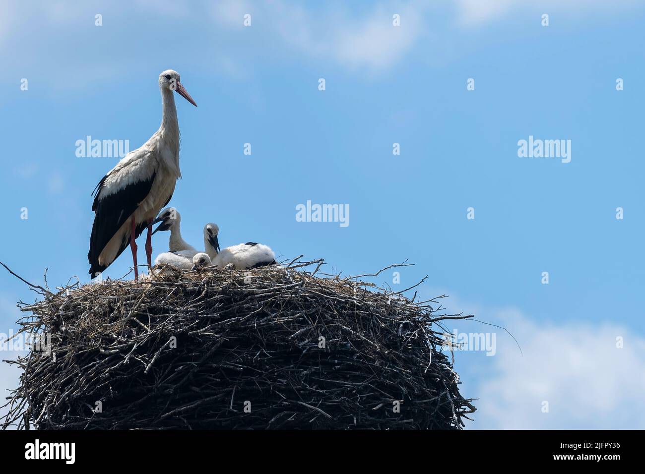 Stork nest hi-res stock photography and images - Alamy