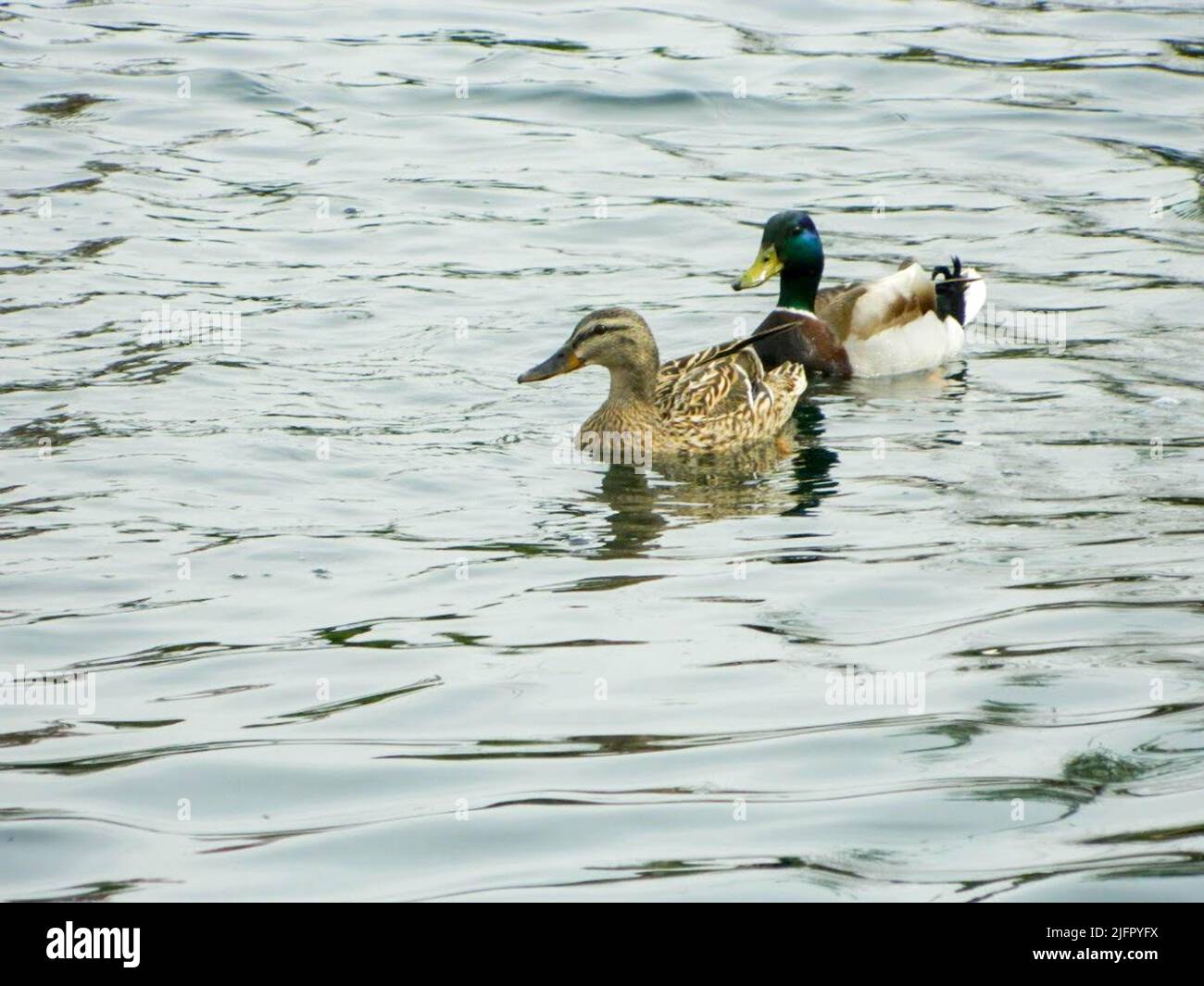 coup birds swimming wildlife pond duck water Stock Photo - Alamy