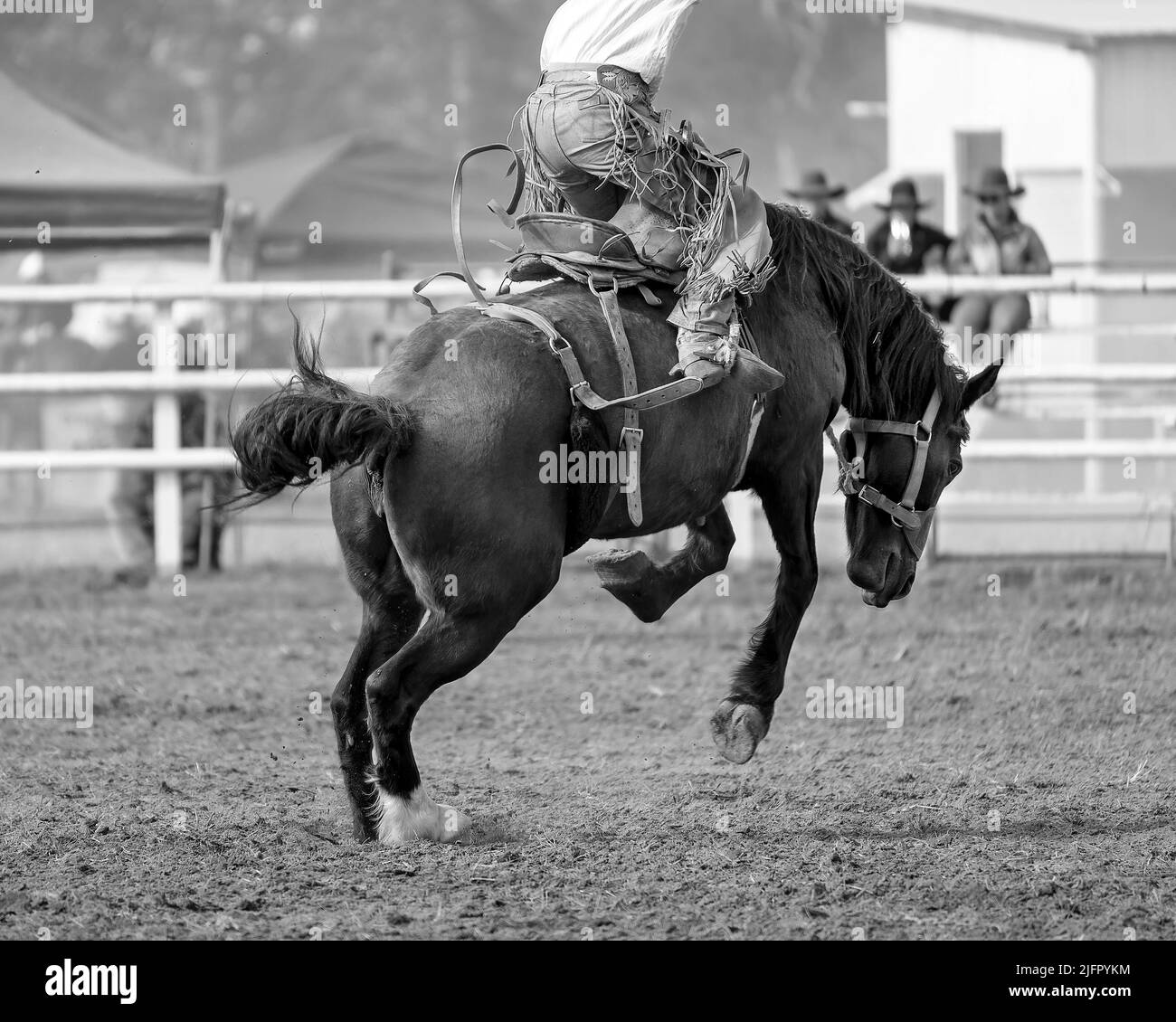 Cowboy riding a bucking bronc at a country rodeo Australia Stock Photo ...