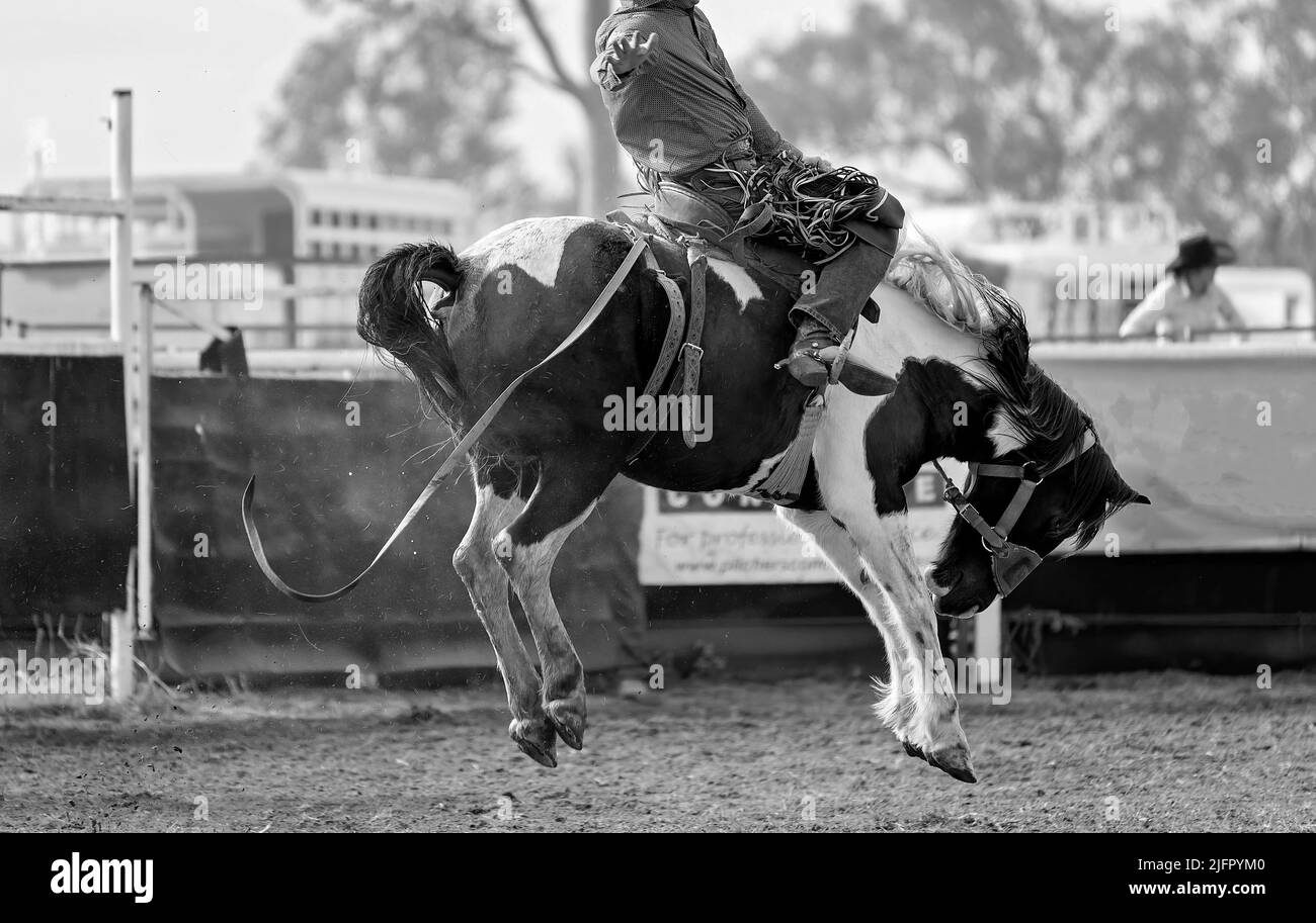 Cowboy riding a bucking bronc at a country rodeo Australia Stock Photo ...