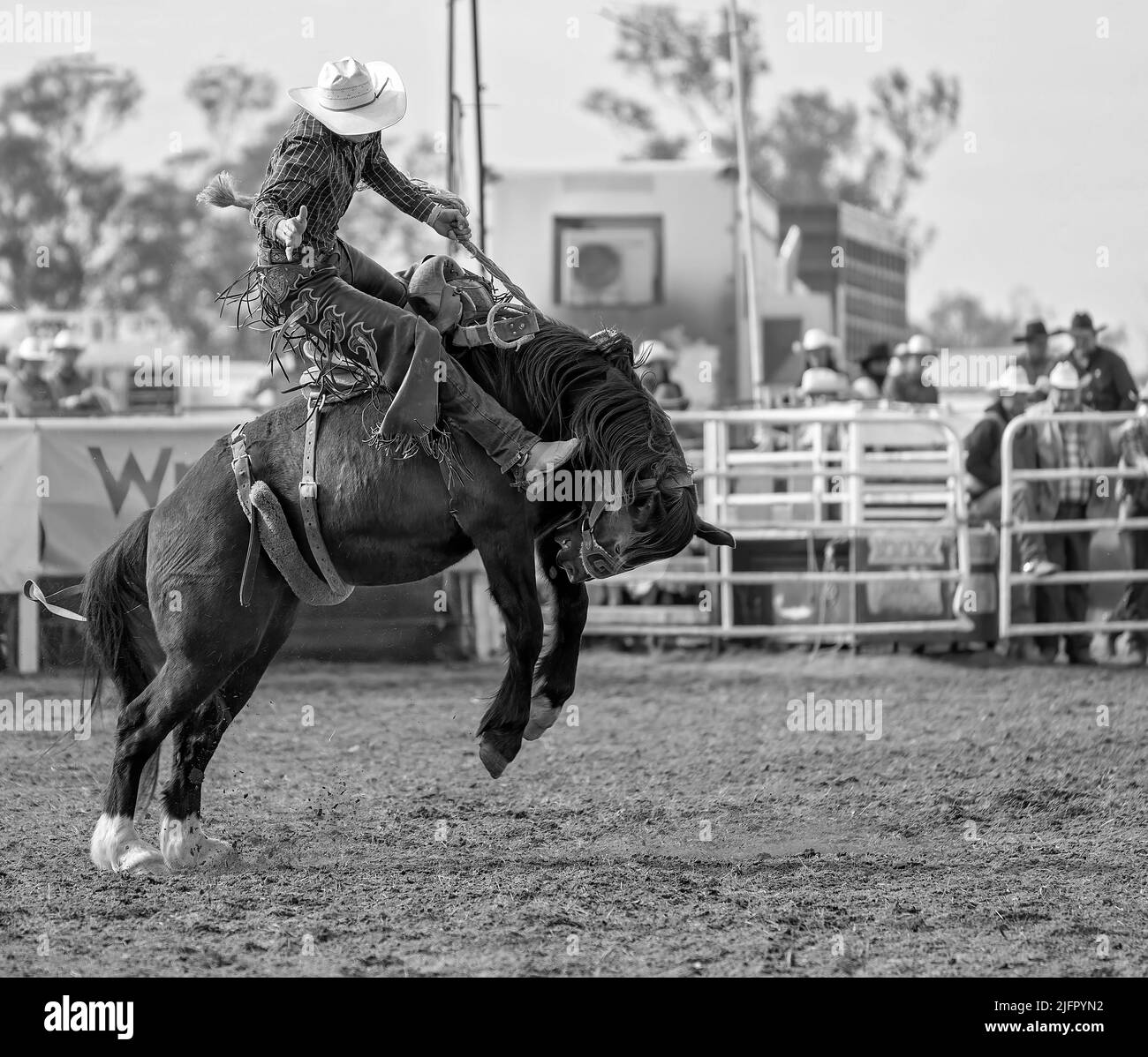 Cowboy riding a bucking bronc at a country rodeo Australia Stock Photo ...