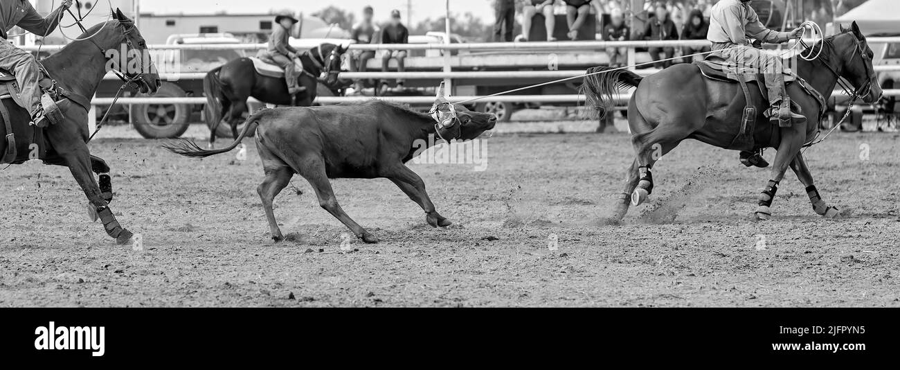 Calf being lassoed in a team calf roping event by cowboys at a country ...