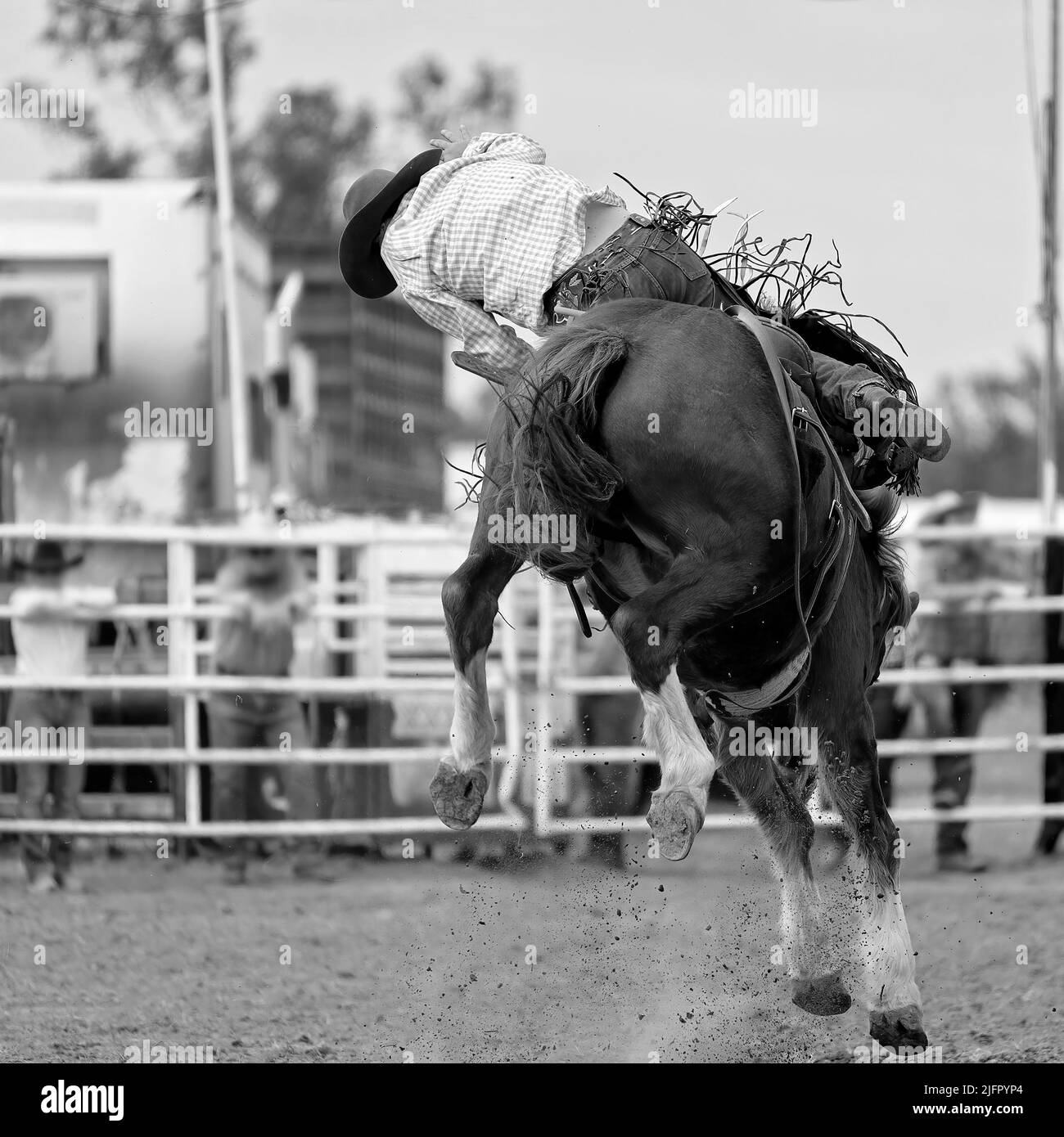 Wild bronco has bucked off his cowboy rider at an Australian country ...