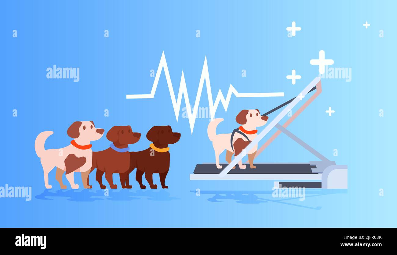 experimental dog in modern veterinary clinic or lab analyzing health ...