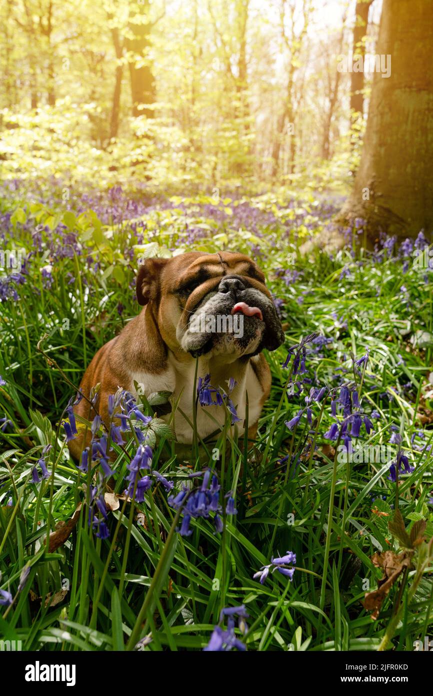 Red English/British Bulldog Dog looking up, licking out its tongue and ...