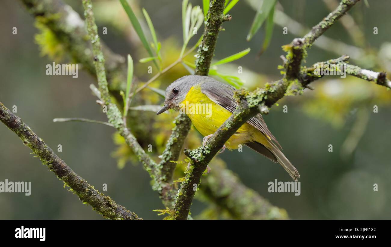 eastern yellow robin in a rainforest tree Stock Photo - Alamy