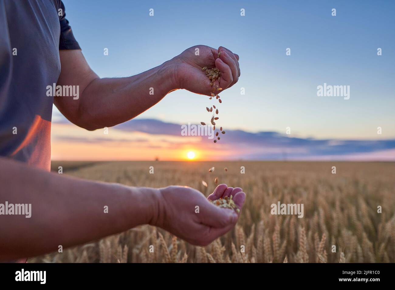 Farmer checking the quality of the wheat grain Stock Photo - Alamy