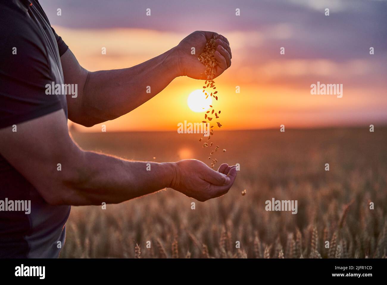 Farmer checking the quality of the wheat grain Stock Photo - Alamy