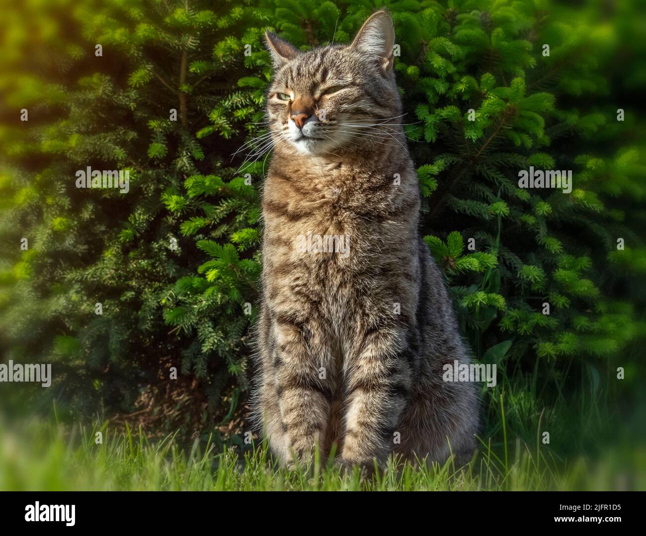 Cat sitting sun rays outdoor hi-res stock photography and images - Alamy