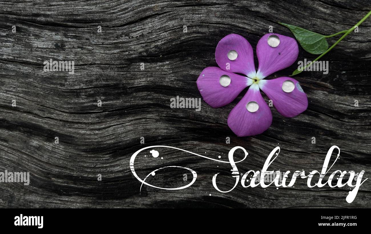 A purple flower covered with dewdrops on a wooden background with ...