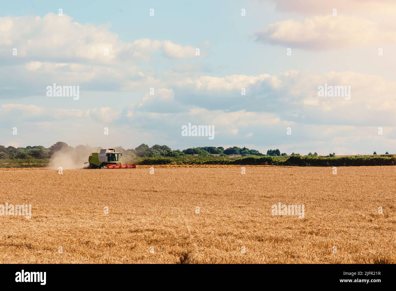 Wheat harvesting in the summer season by a modern combine harvester ...