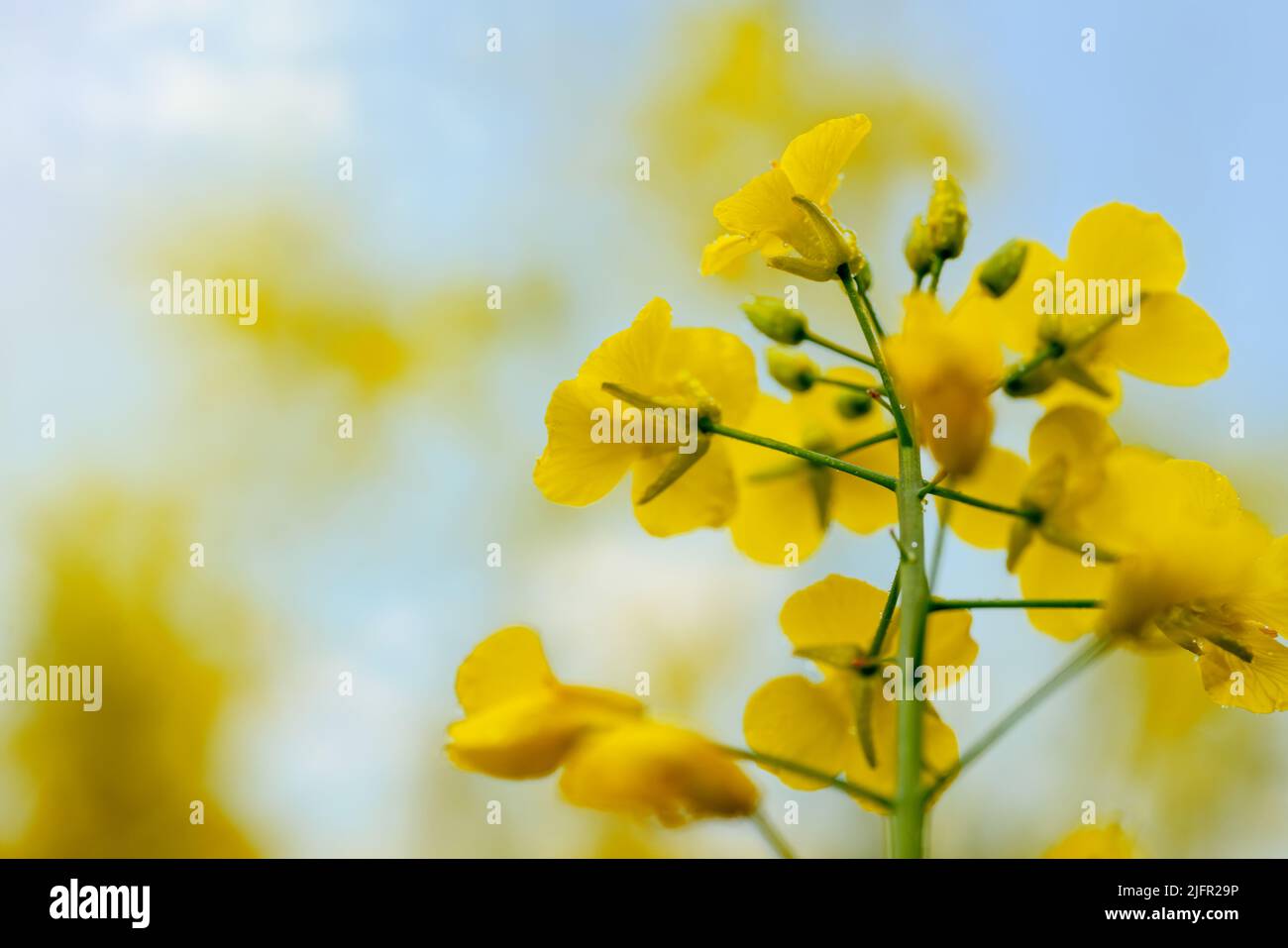 Rapeseed flower hi-res stock photography and images - Alamy