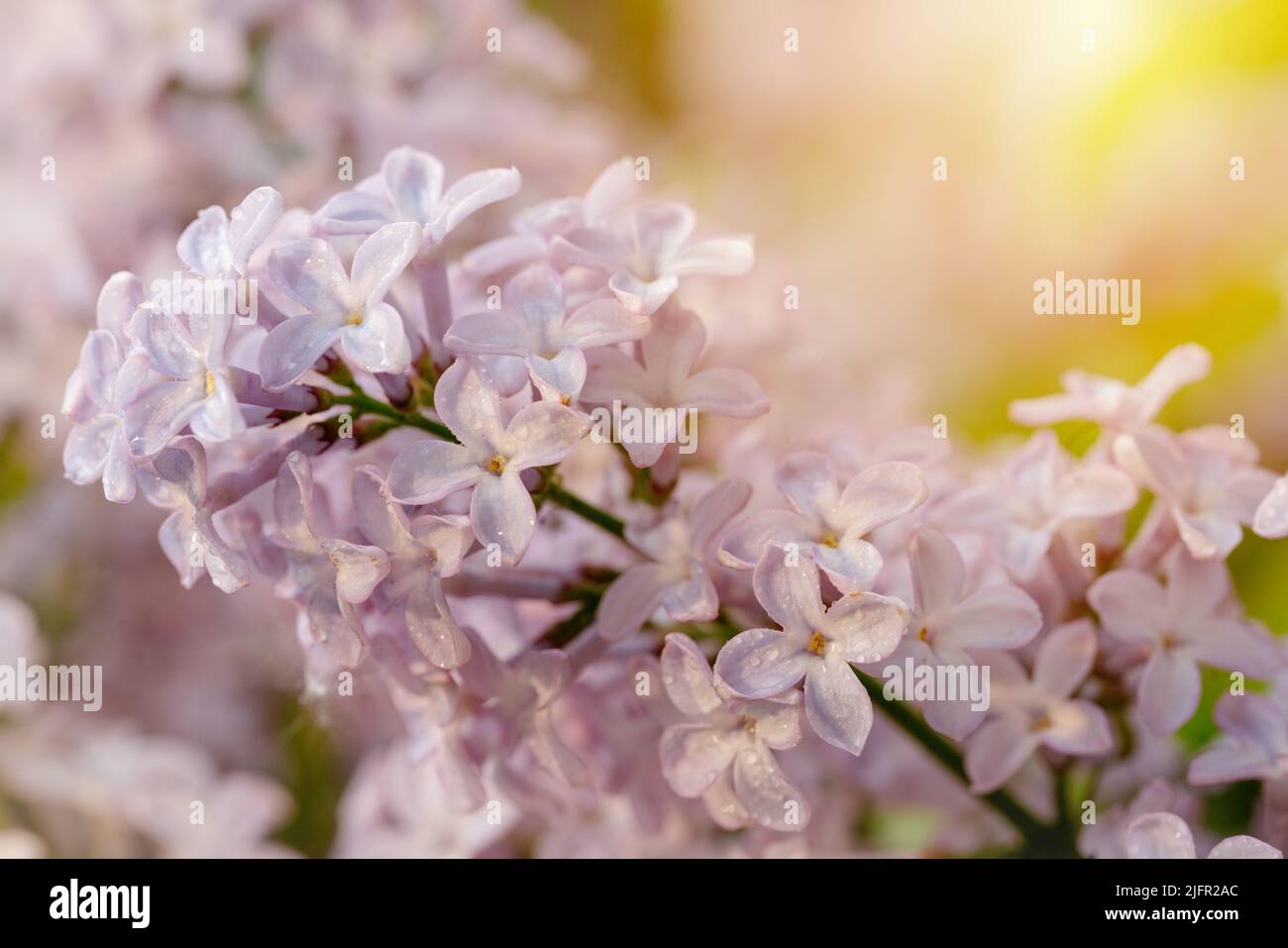 lilac flowers in the spring warm day. Beautiful nature scene with ...