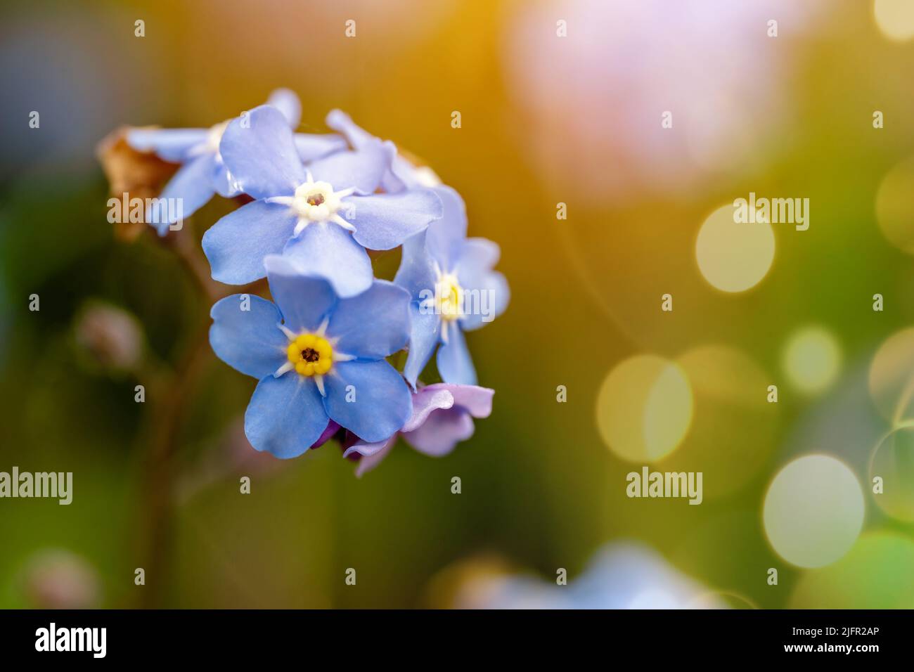 Alpine forget-me-not blur spring flowers background Stock Photo - Alamy