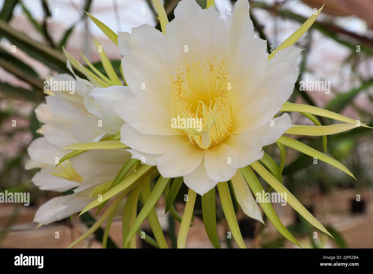 Dragon fruit or White fleshed Pitahaya blooms. Scientific name ...