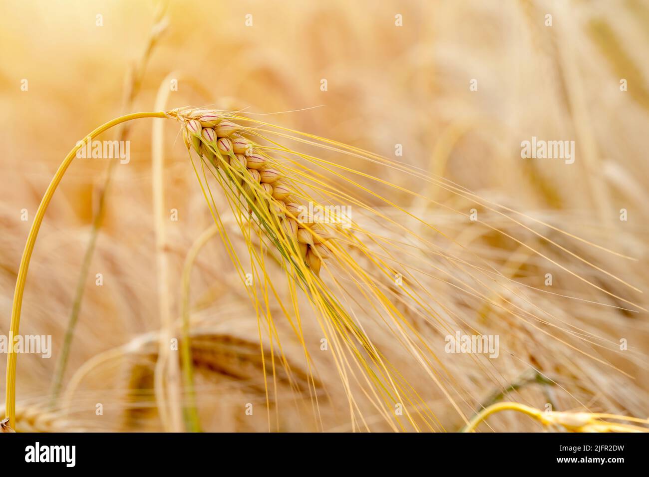 Closeup of Tree Ears of wheat in the field at the sunset Farmers ...