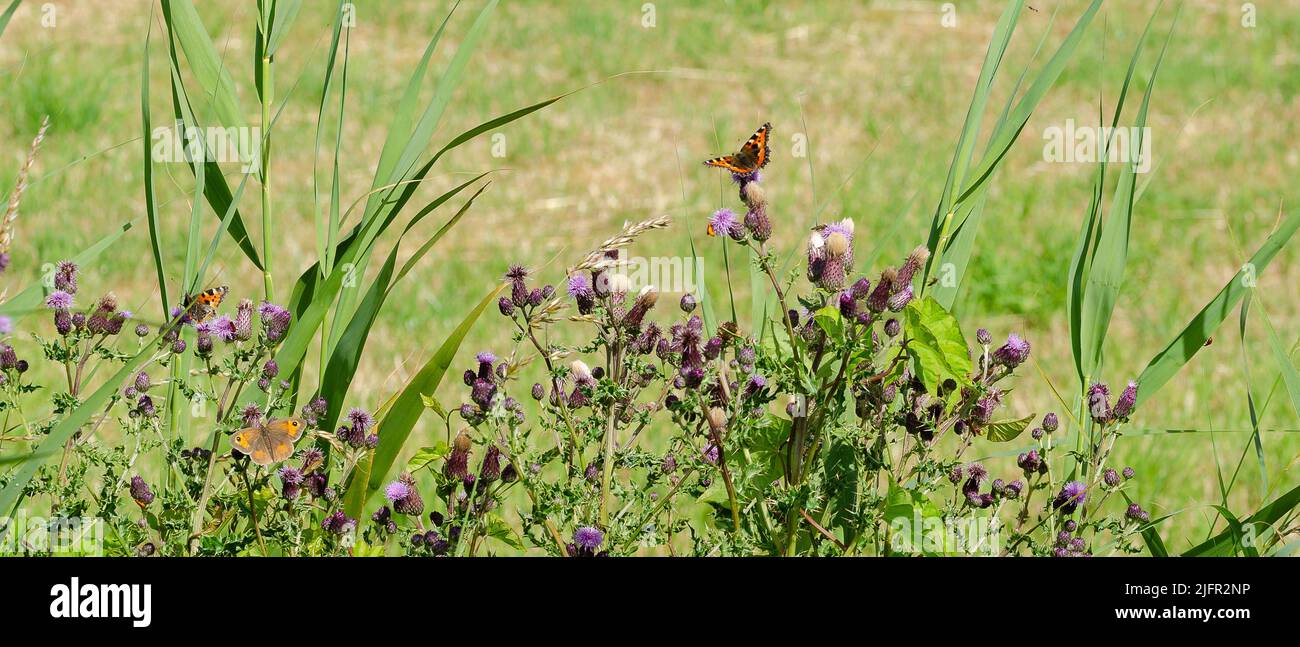 Insect life in a field boundary Stock Photo - Alamy