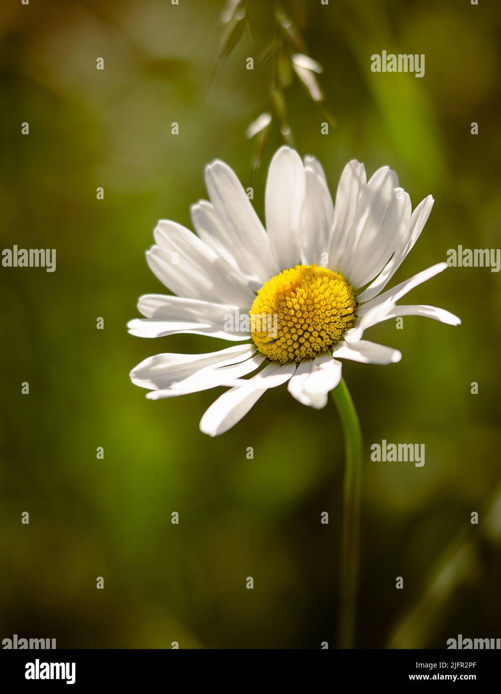 Closeup beautiful fresh green hi-res stock photography and images - Alamy