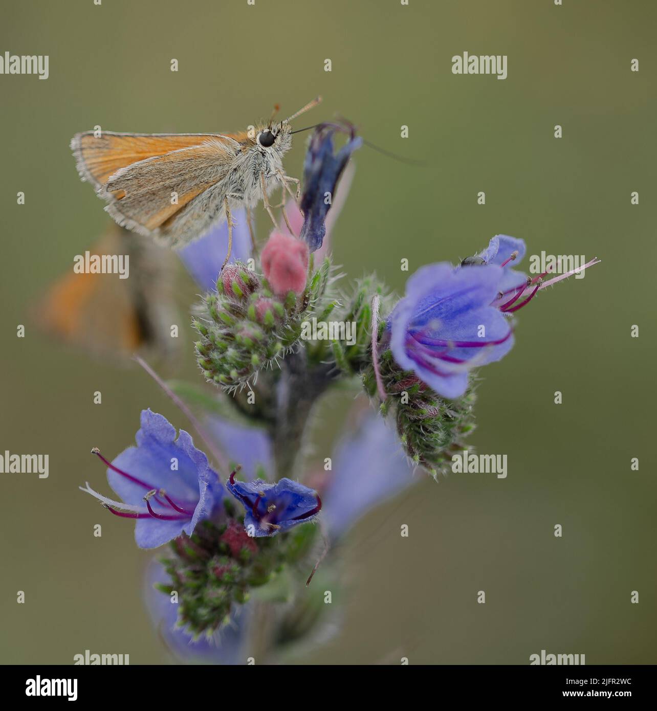 Skipper purple flower hi-res stock photography and images - Alamy
