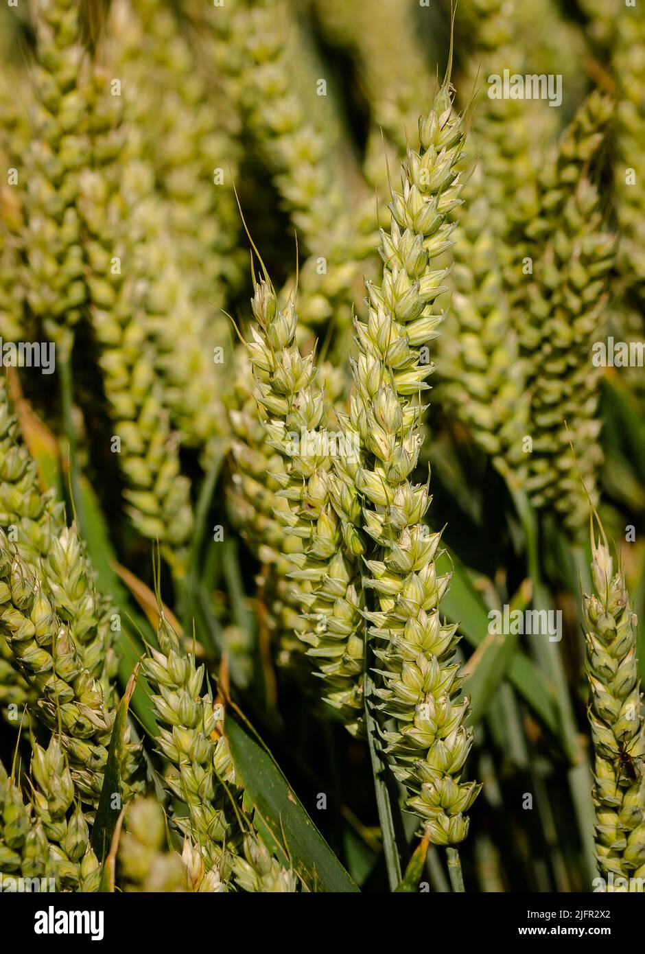Ripening ears of wheat hi-res stock photography and images - Alamy