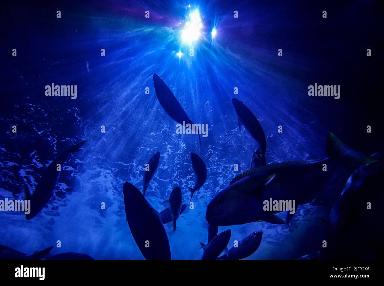 A scenic view of fish swimming underwater in the blue ocean Stock Photo ...