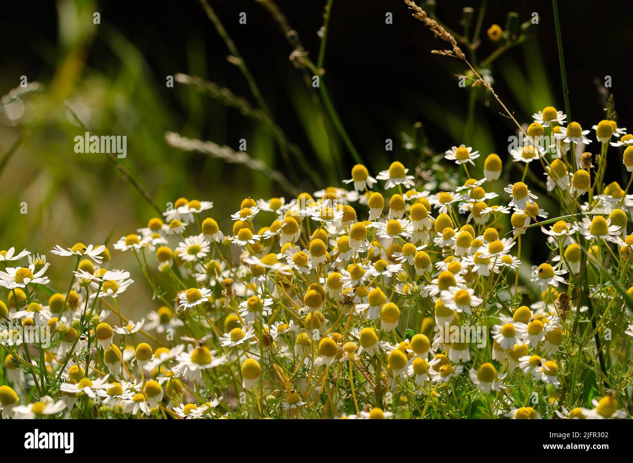 white Mayweed flowers in summer field Stock Photo - Alamy