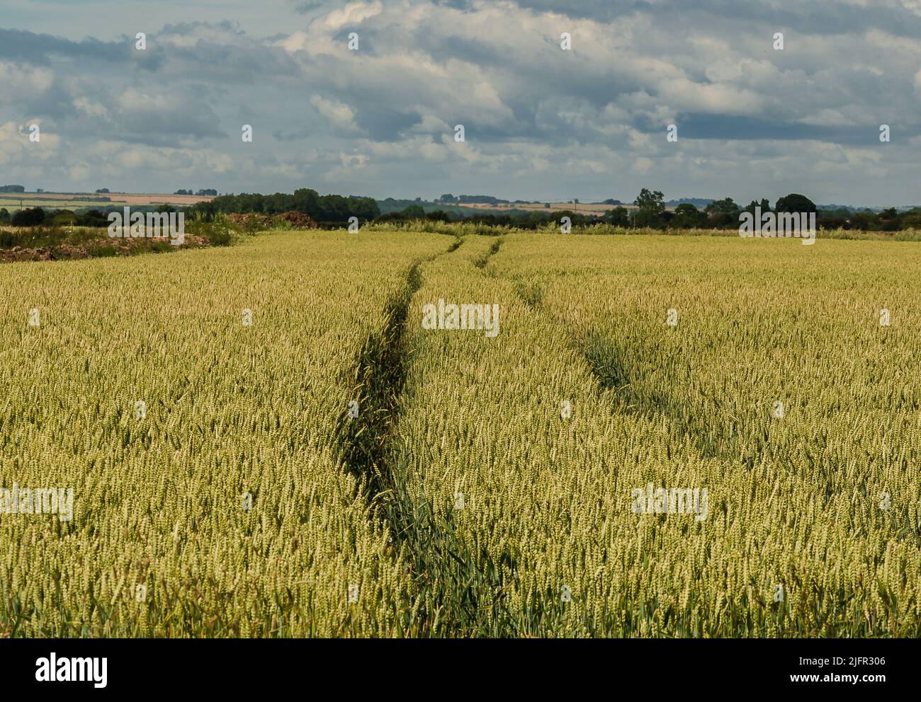 Wheat field in summer Stock Photo - Alamy