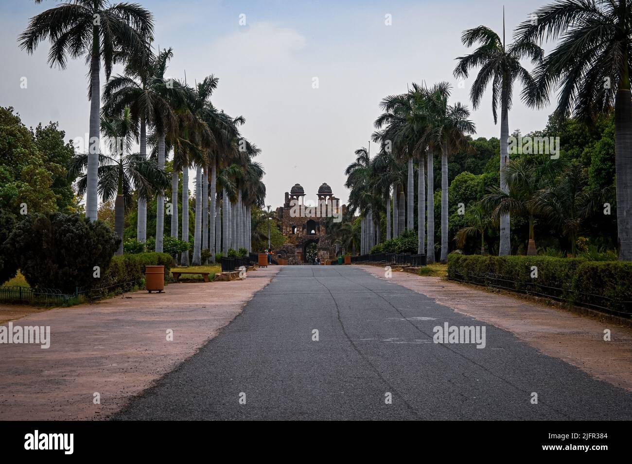An empty pathway surrounded by tropical trees Stock Photo - Alamy