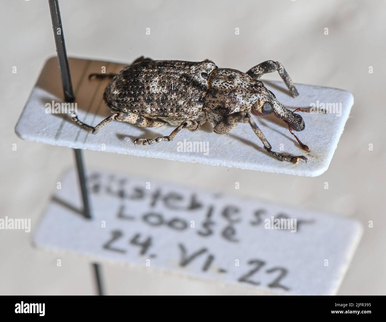 Beetle lore hi-res stock photography and images - Alamy