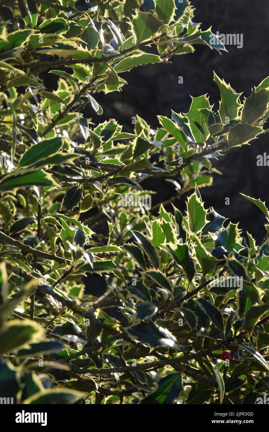 Backlit holly bush leaves hi-res stock photography and images - Alamy